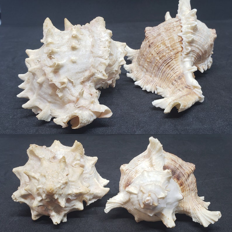 2 Spiked Murex Shells, Pink White Brown Stripes, Real Natural Seashells ...