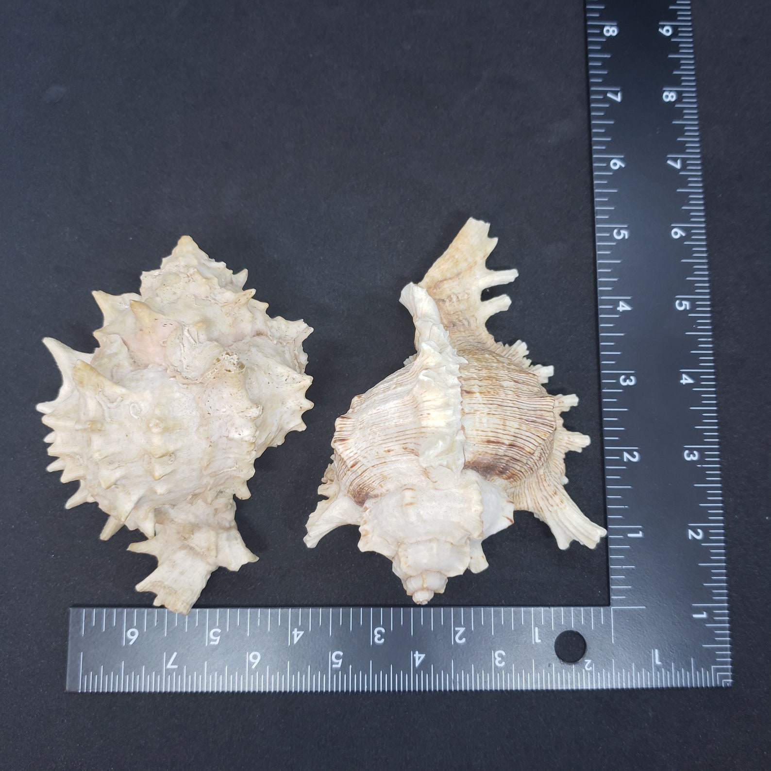 2 Spiked Murex Shells, Pink White Brown Stripes, Real Natural Seashells ...