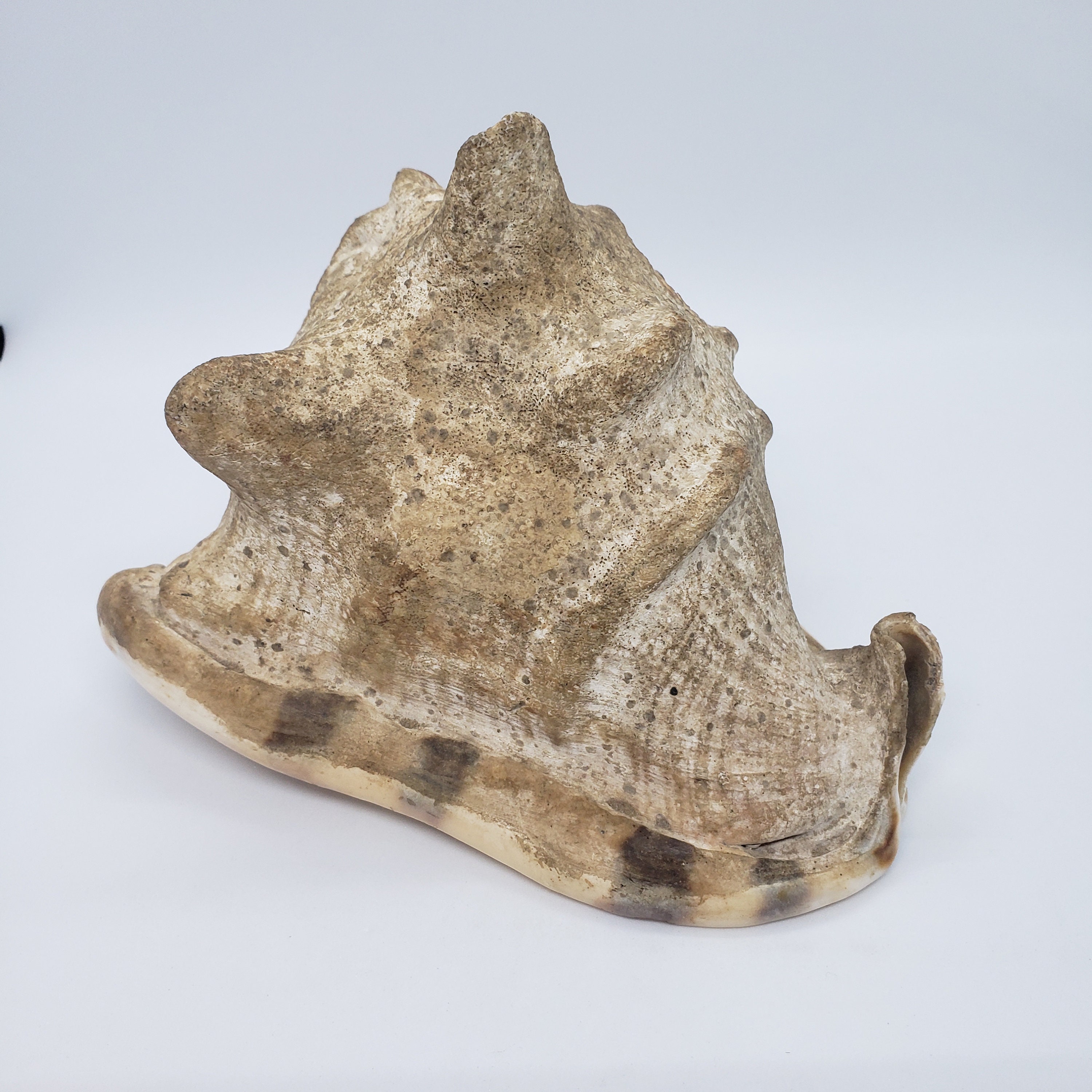 Large Horned Helmet Conch Shell, Large Natural Seashell, 7 Inch Long ...
