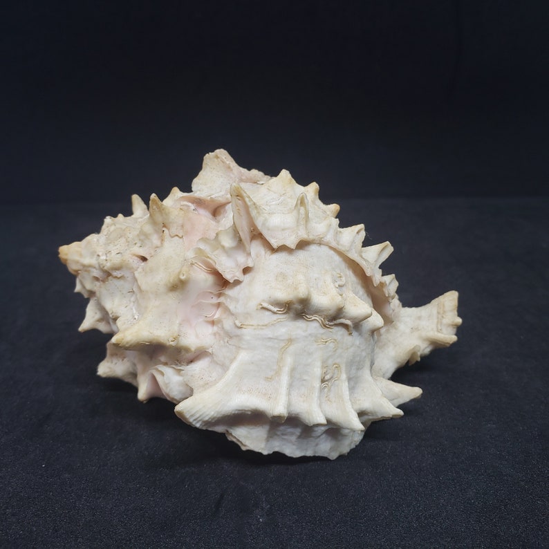 2 Spiked Murex Shells, Pink White Brown Stripes, Real Natural Seashells ...