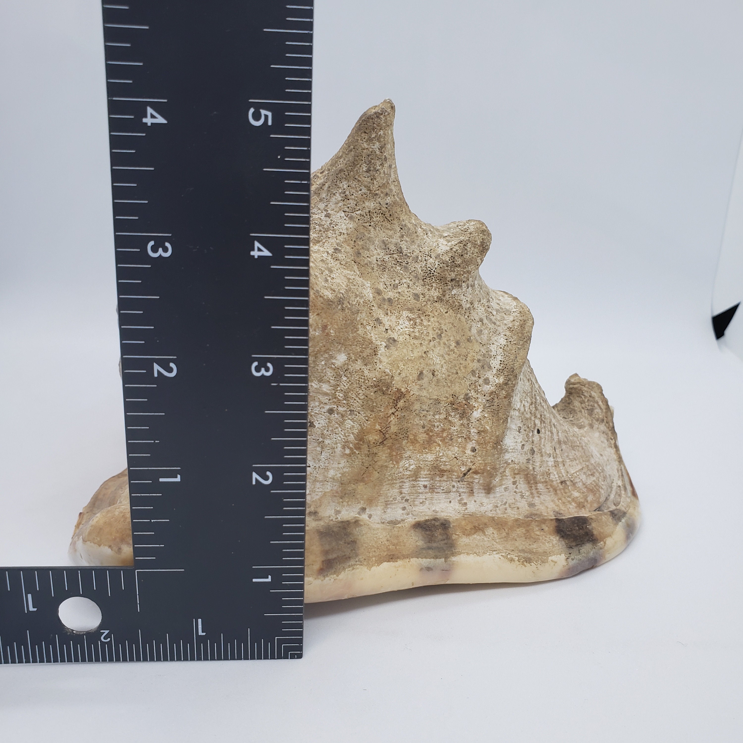 Large Horned Helmet Conch Shell, Large Natural Seashell, 7 Inch Long ...