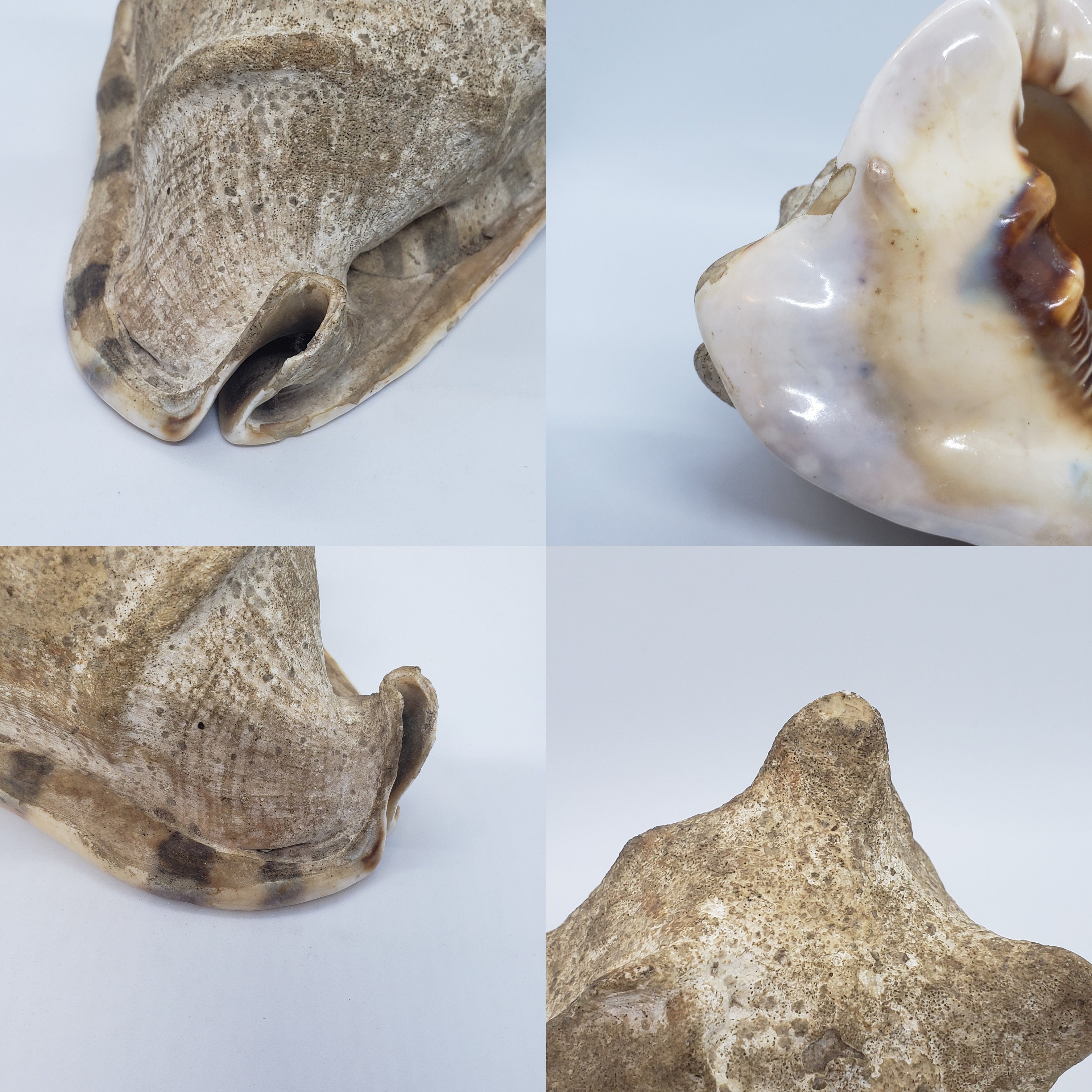Large Horned Helmet Conch Shell, Large Natural Seashell, 7 Inch Long ...
