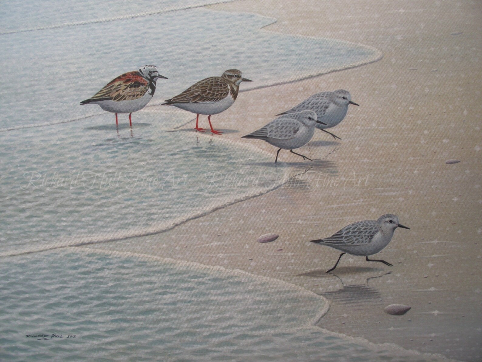 Turnstone and Sanderling, 2012, Original Art Work, Acrylic on Canvas ...