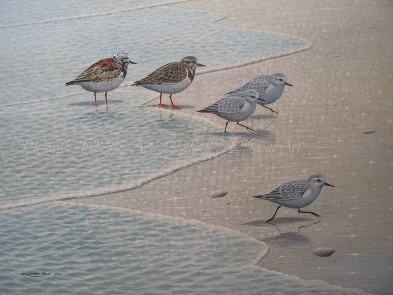 Turnstone and Sanderling, 2012, Original Art Work, Acrylic on Canvas ...