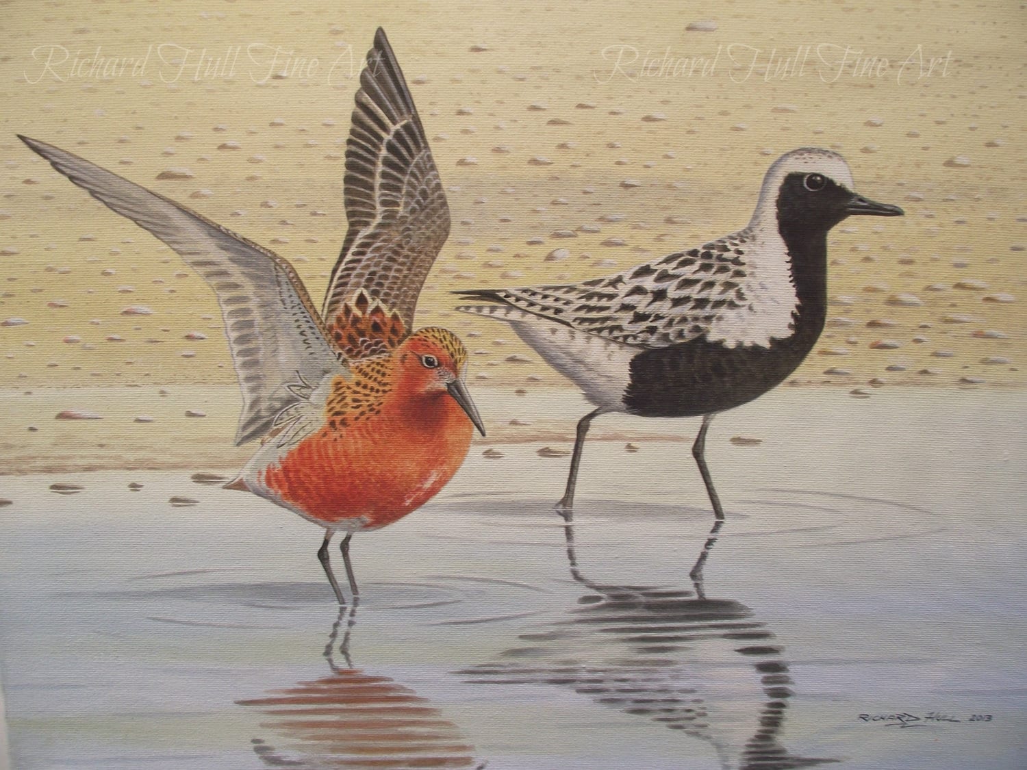Knot, And, Grey Plover, In, Summer Plumage, Original, Painting, Acrylic ...