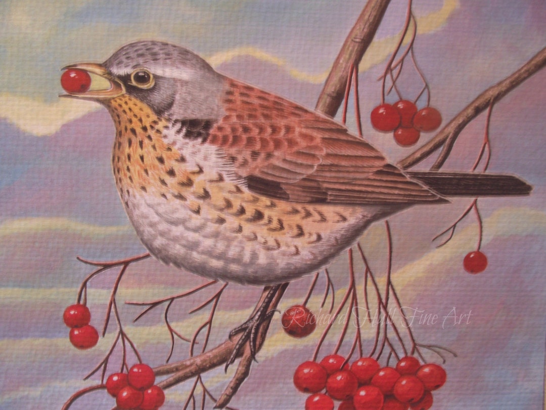 Fieldfare, 2015, Original, Watercolour, Painting, Richard Hull, Fine ...