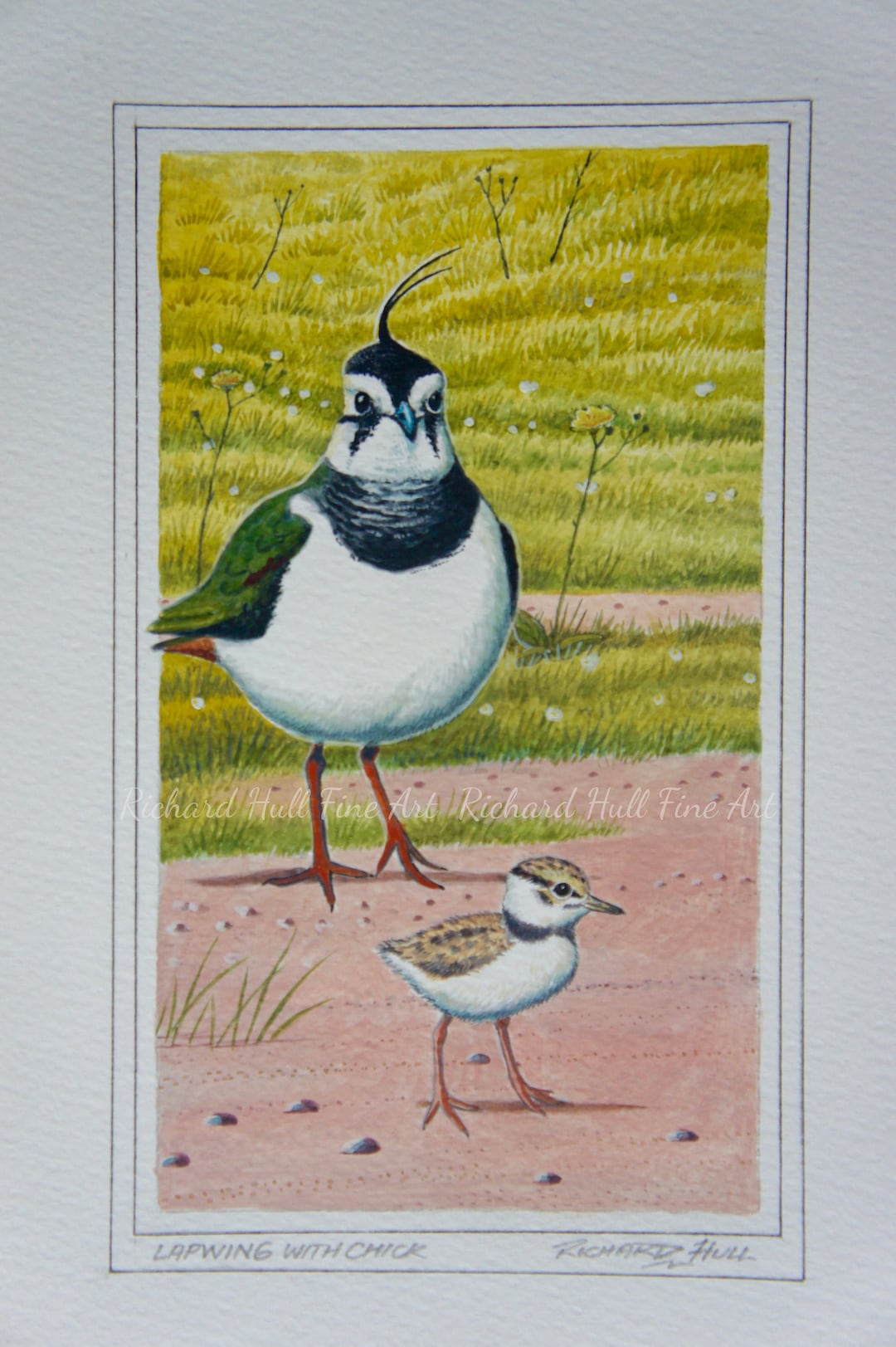 Lapwing and Chick, Limited Edition, A4, Giclee, Print, Richard Hull ...
