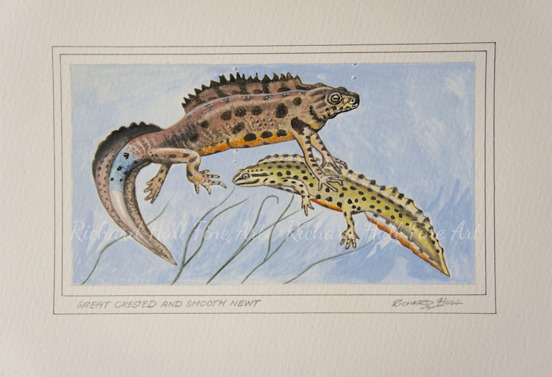 Great Crested and Smooth Newt, Limited Edition, A4, Giclee, Print ...