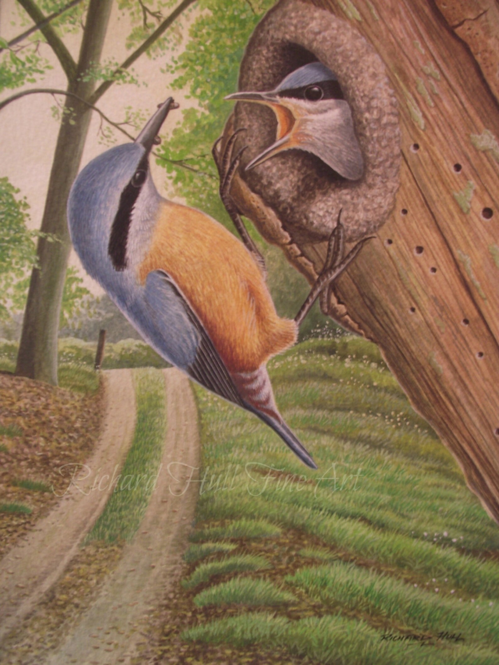 Nuthatches, Original, Watercolour, Painting, Richard Hull, Fine Art ...