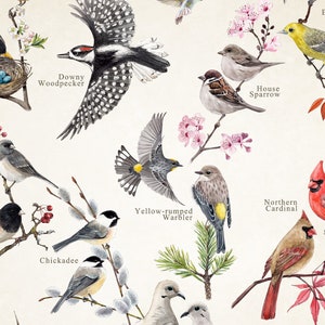 North American Birds Poster, Backyard and Wild Birds, Bird Painting ...