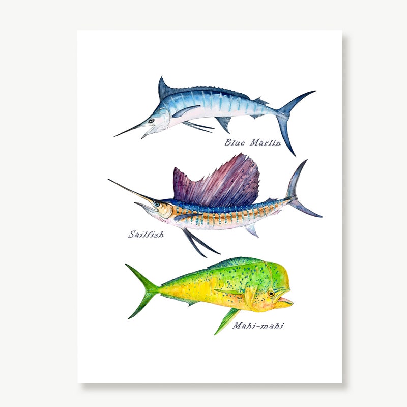 Mahi Mahi Drawing - Etsy