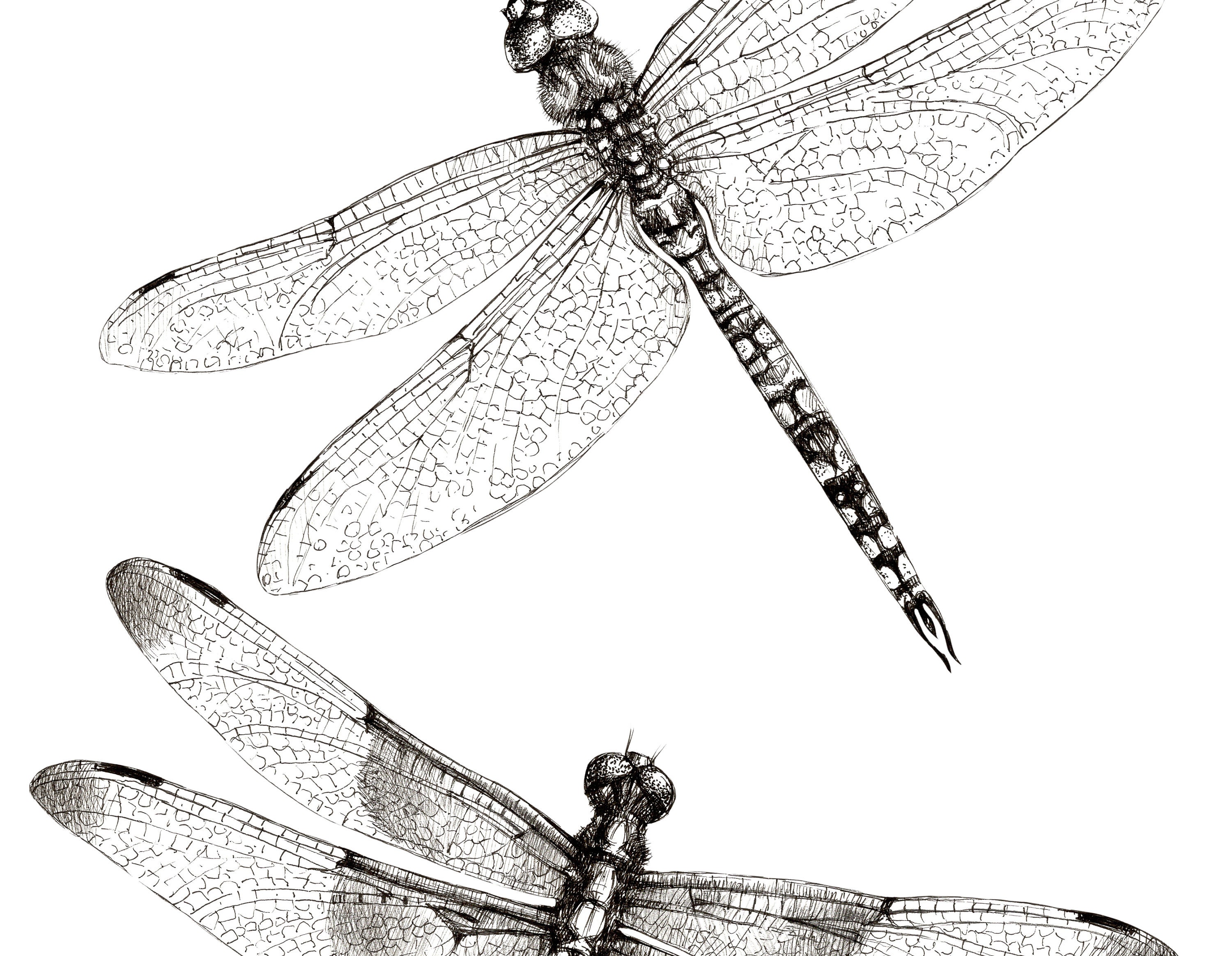 Dragonfly Drawings Black And White
