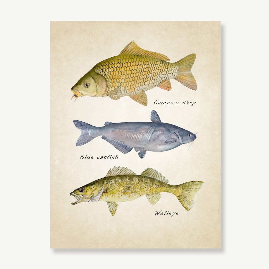 Freshwater Fish Print, Walleye, Catfish, Carp Painting, Fishing, Angler ...