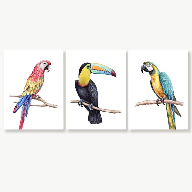 Parrot Poster - Etsy