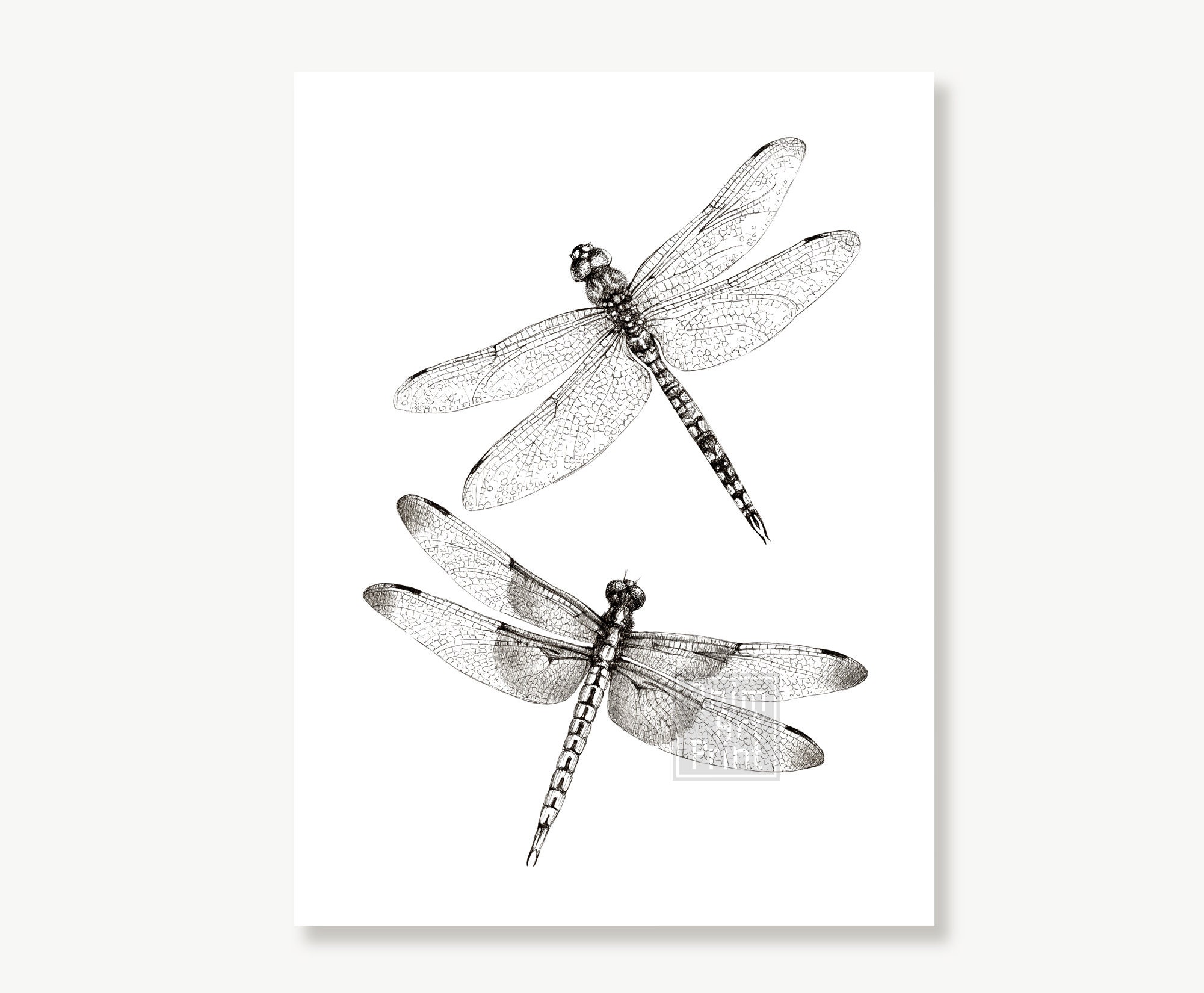 Dragonfly Drawings Designs