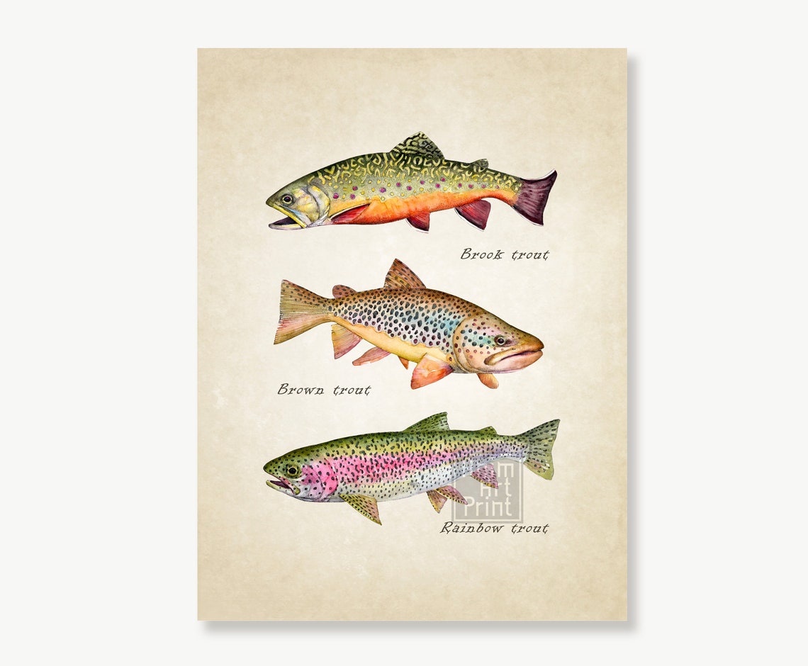 Trout Art Fish Print Brook Trout Brown Trout Rainbow Trout - Etsy