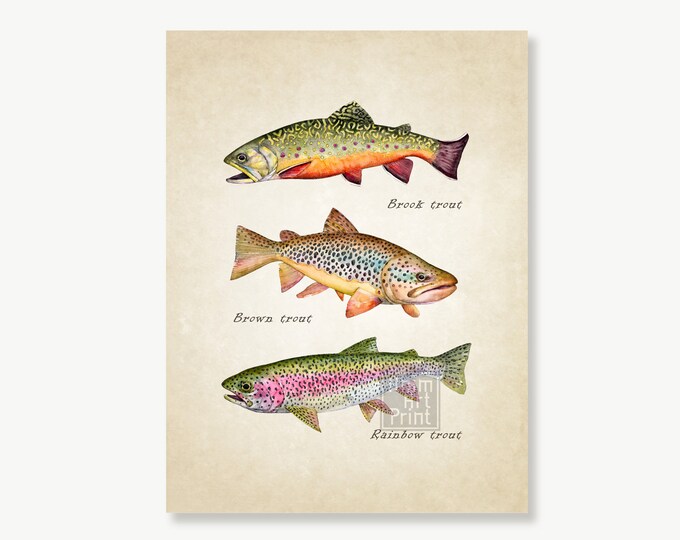 Trout Art Fish Print Brook Trout Brown Trout Rainbow Trout - Etsy