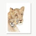 Mama Lion and Cub, Lioness, Mother & Baby Animal Print, Watercolor ...