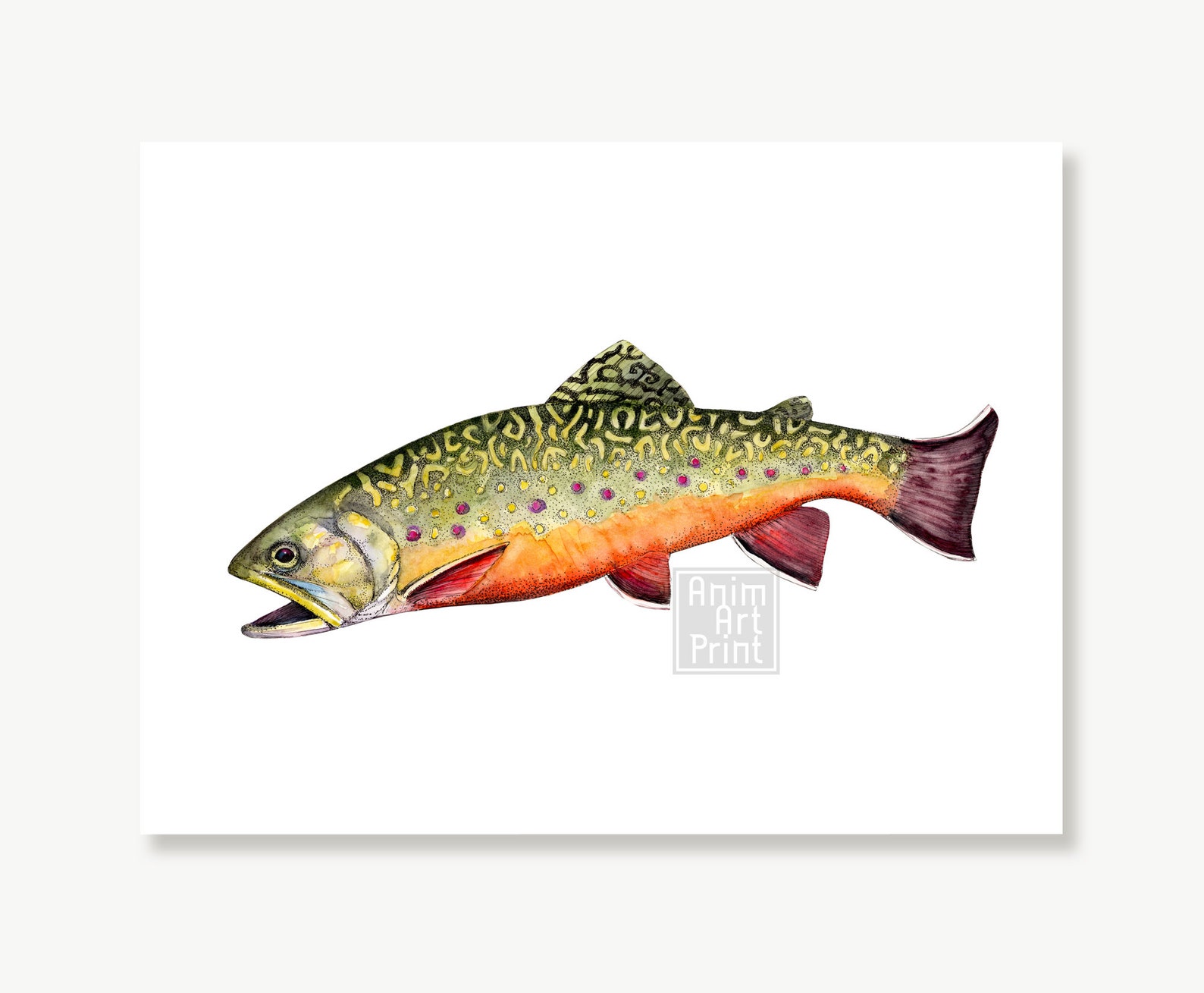 Trout Art Print Set Watercolor Paintings Vintage Retro - Etsy