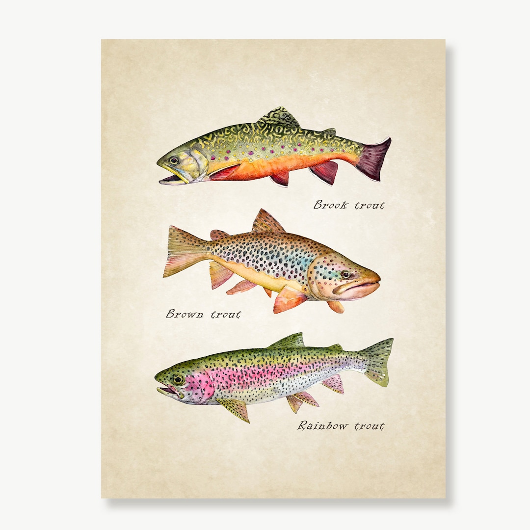 Trout Art, Fish Print, Brook Trout, Brown Trout, Rainbow Trout Painting ...