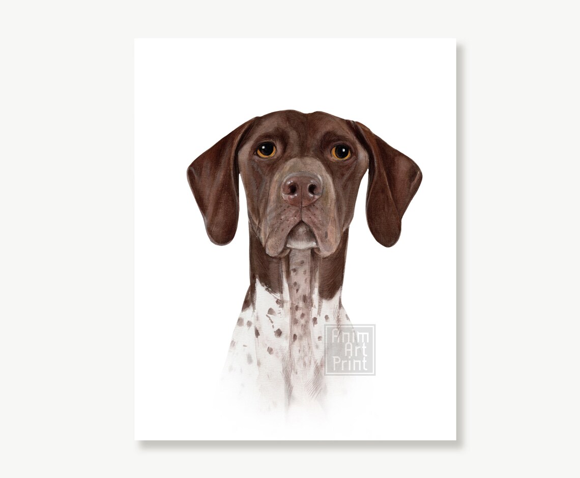 German Shorthaired Pointer Poster Dog Art Print Watercolor - Etsy