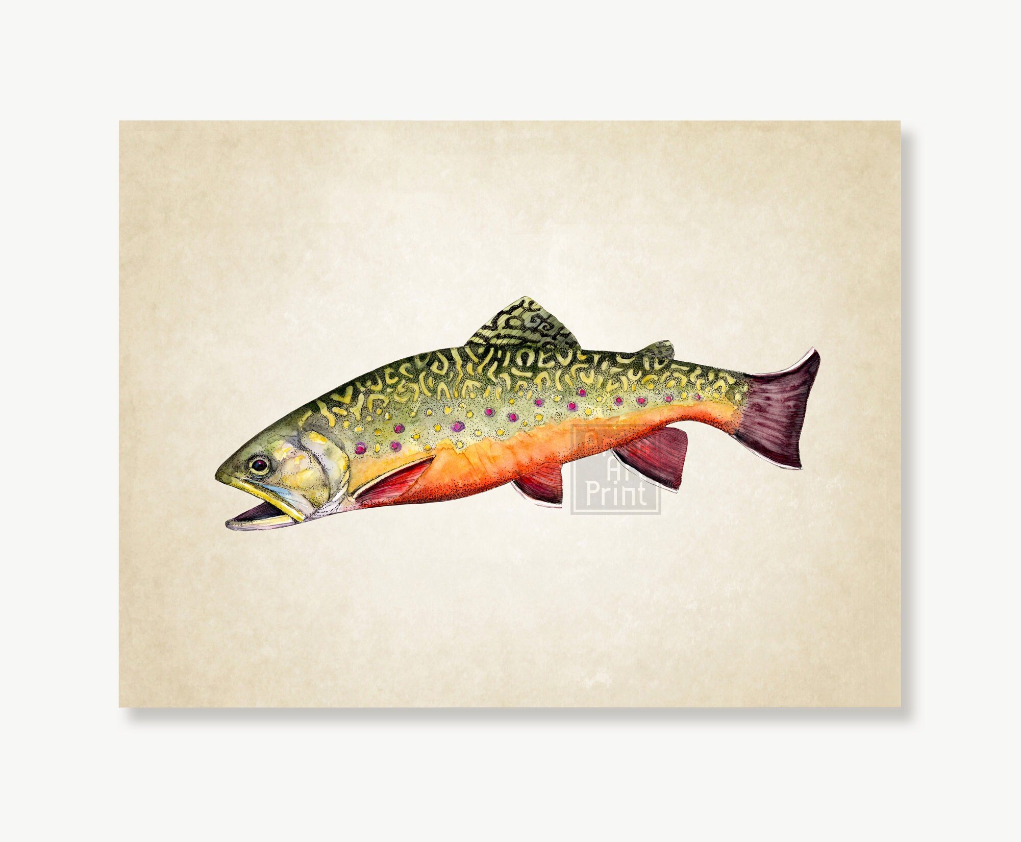 Trout Art Print Set Watercolor Paintings Vintage Retro - Etsy