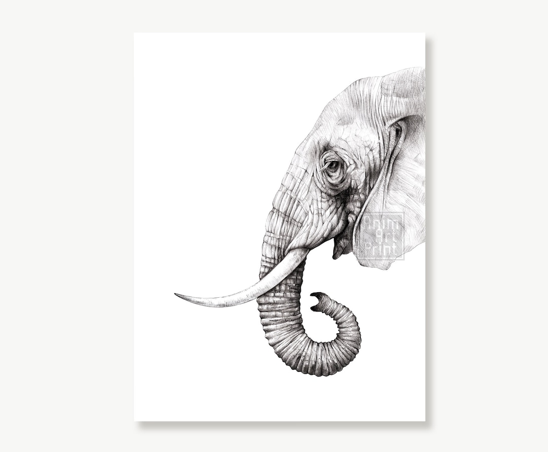Elephant, Pencil Drawing Art Print, Hand Drawn Artwork, Black and White ...