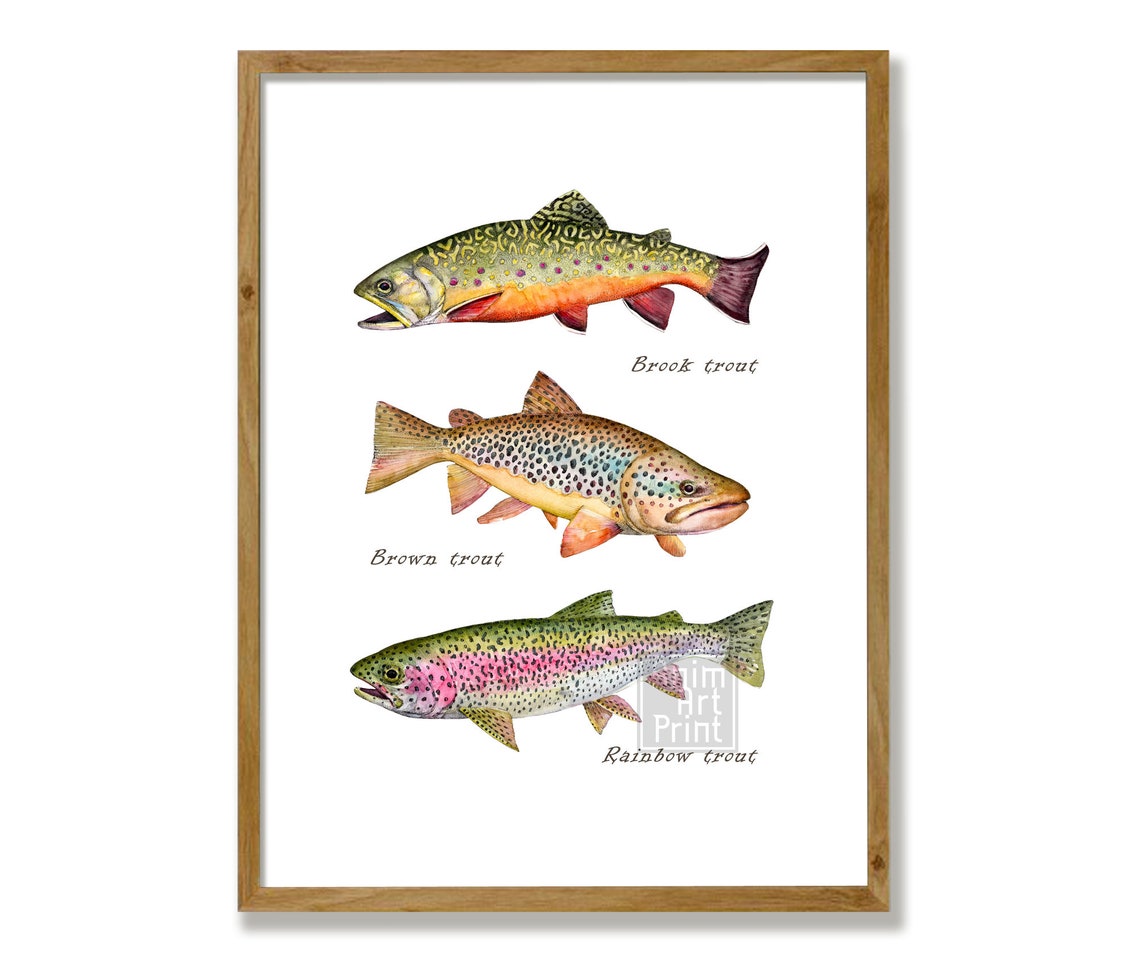 Trout Art Fish Print Brook Trout Brown Trout Rainbow Trout - Etsy