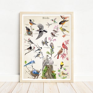 North American Birds Poster, Backyard and Wild Birds, Bird Painting ...