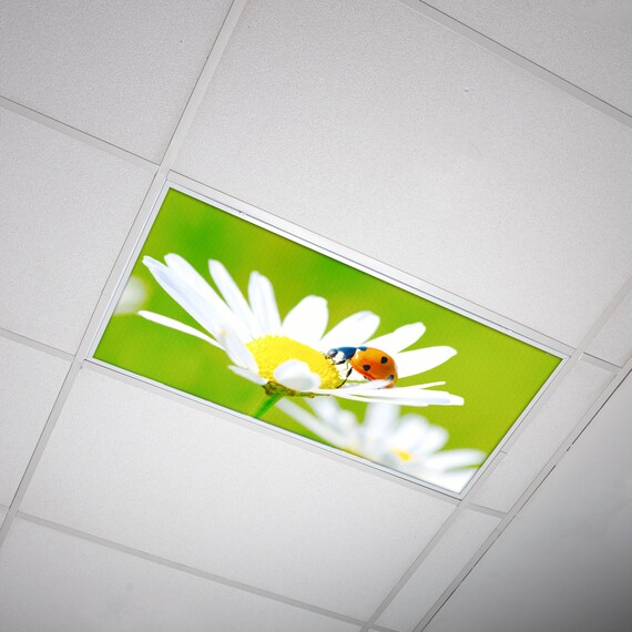 Colored Fluorescent Light Filters