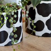 Hand Painted Cow Planter and Lidded Jar Farmhouse Country Cow Black and ...