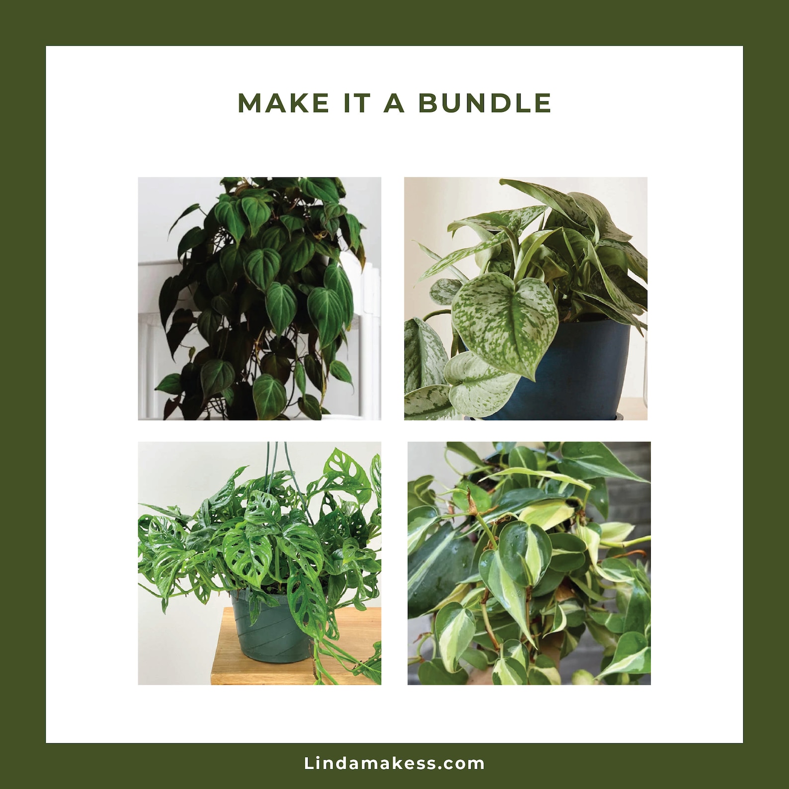 Make It a Bundle: Add a Plant Cutting to Your Order - Etsy