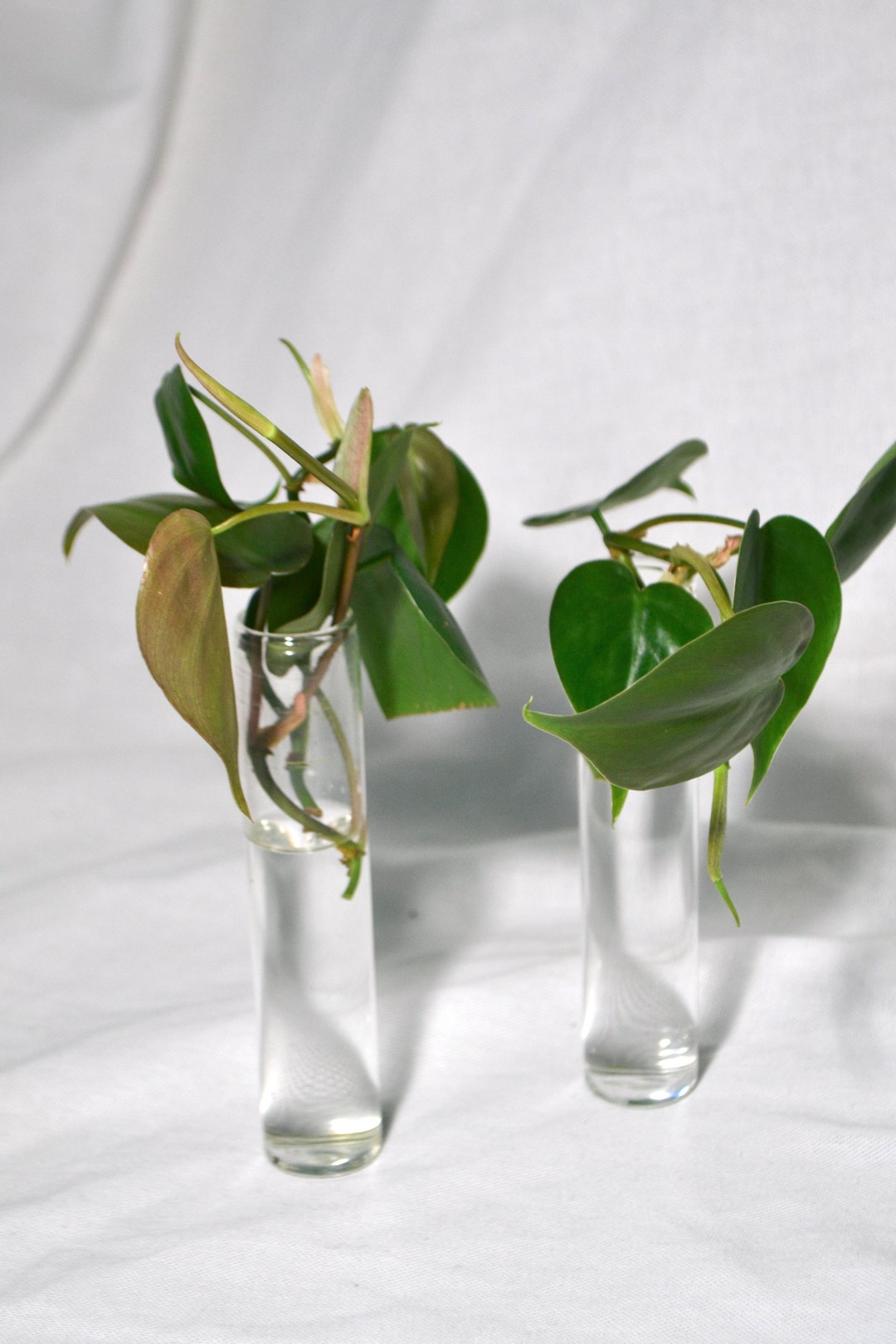 Propagation Glass Vase | Only Glass Test Tube - Etsy