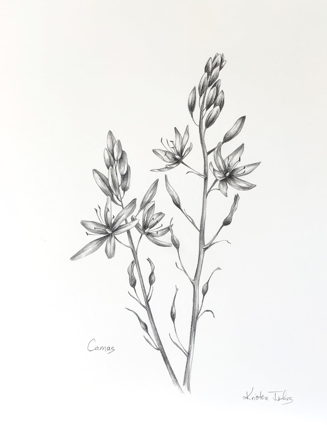 Camas an Original Botanical Drawing by Artist Kristen Johns - Etsy