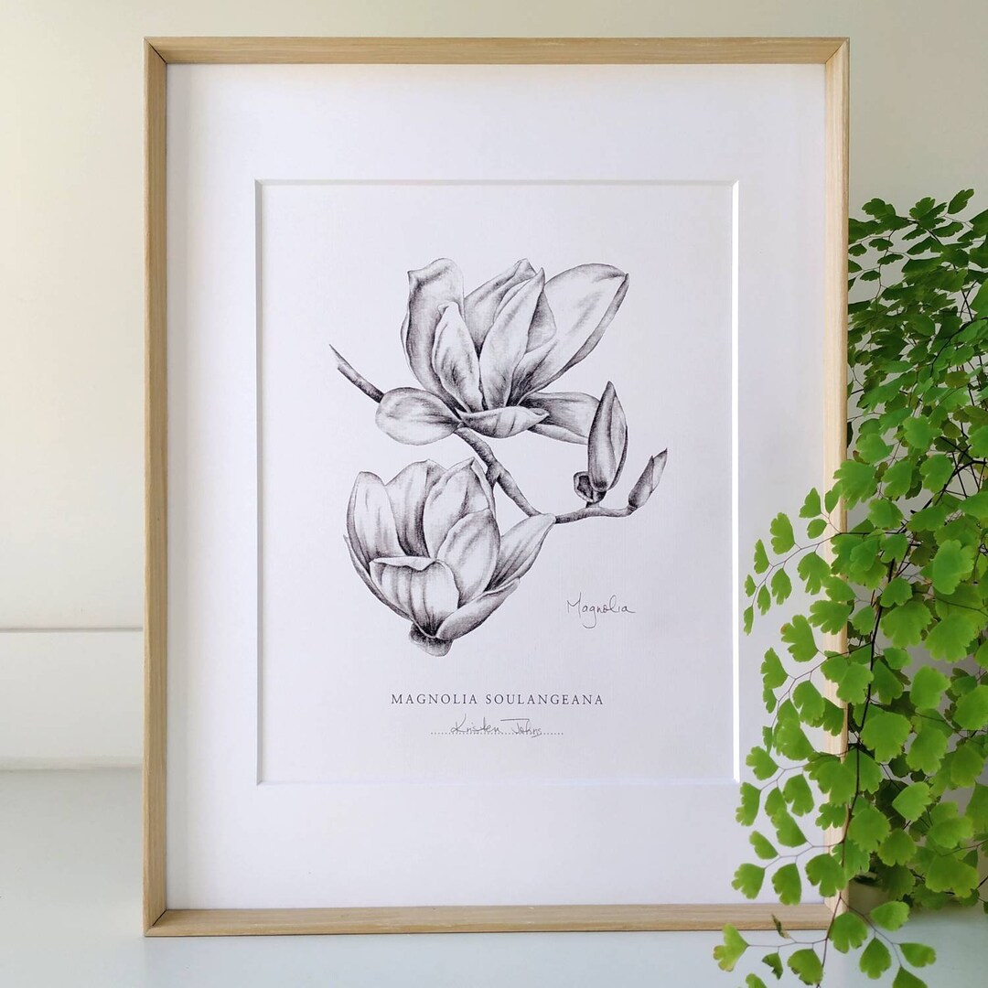 Magnolia Botanical Art Print: Graphite Floral Illustration - Etsy