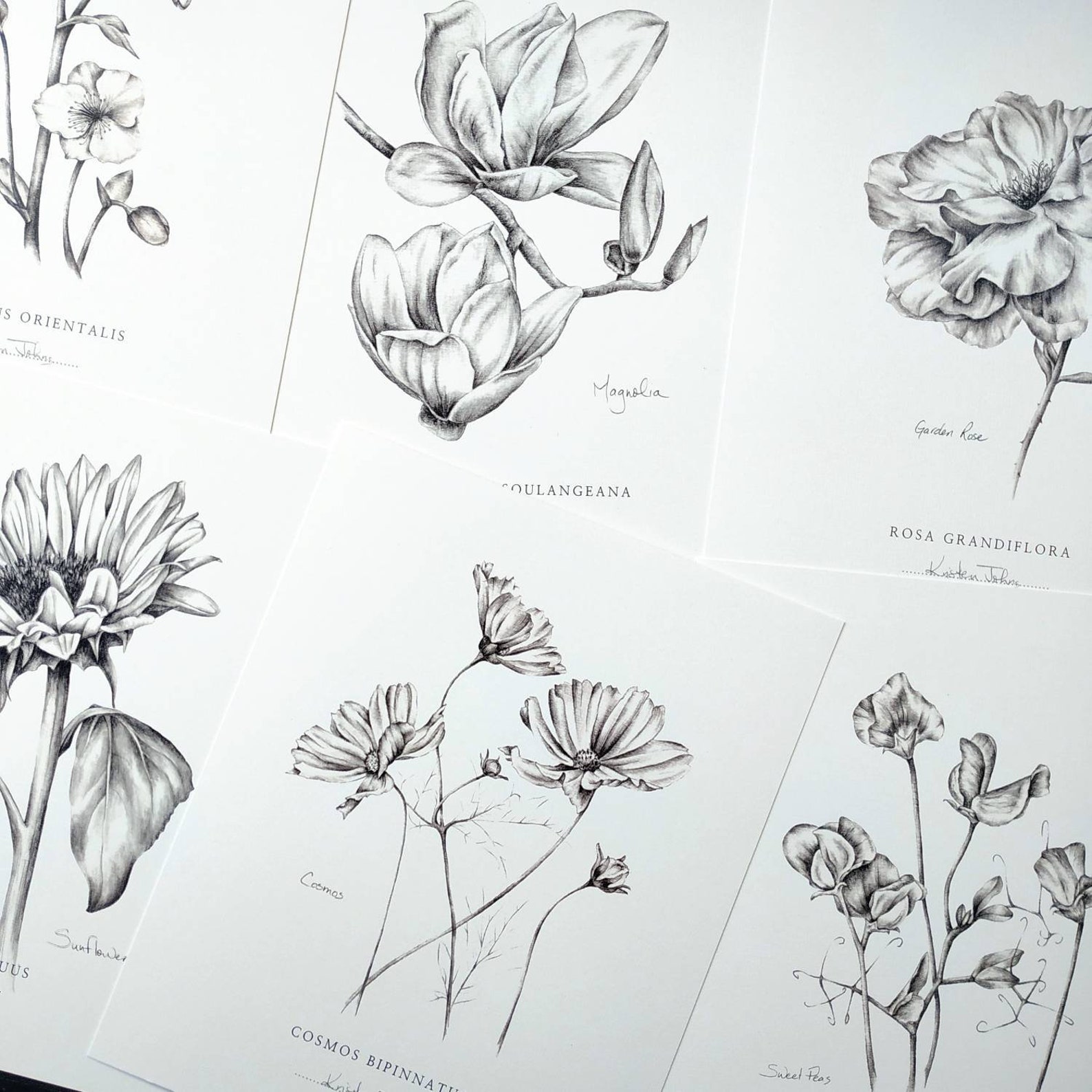 Set of 3 Flower Botanical Art Prints in Graphite by Artist | Etsy Canada