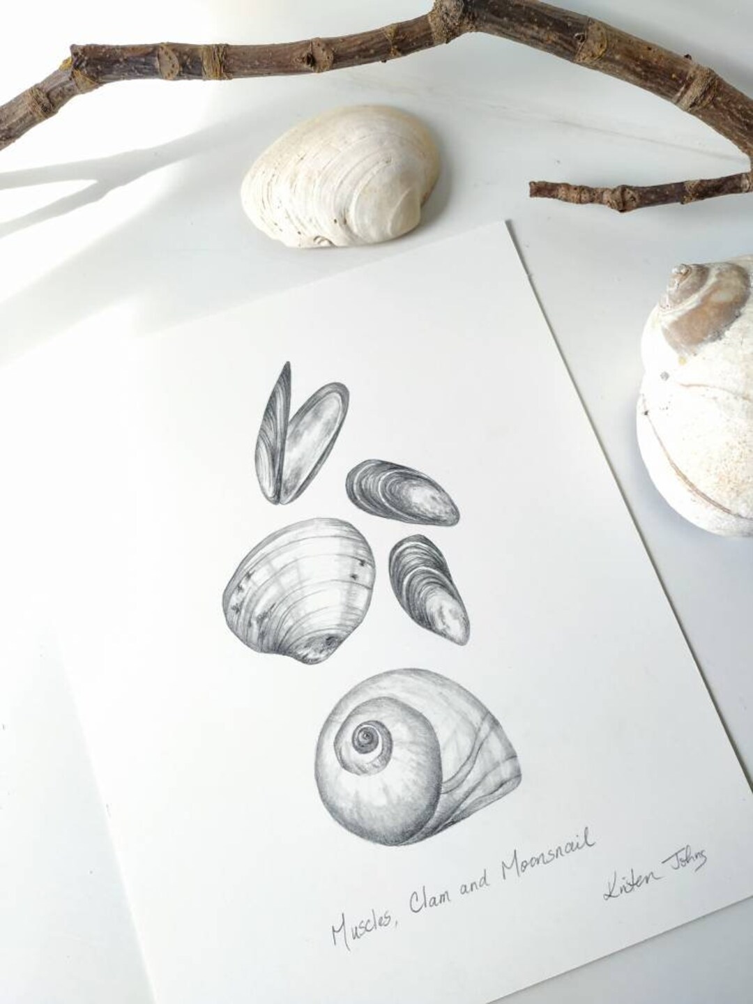 West Coast Sea Shells part 1 an Original Graphite Drawing by Kristen ...