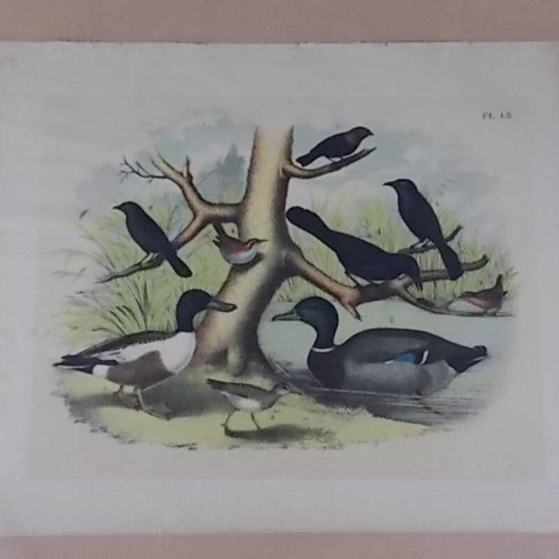 Antique Bird Prints - Etsy