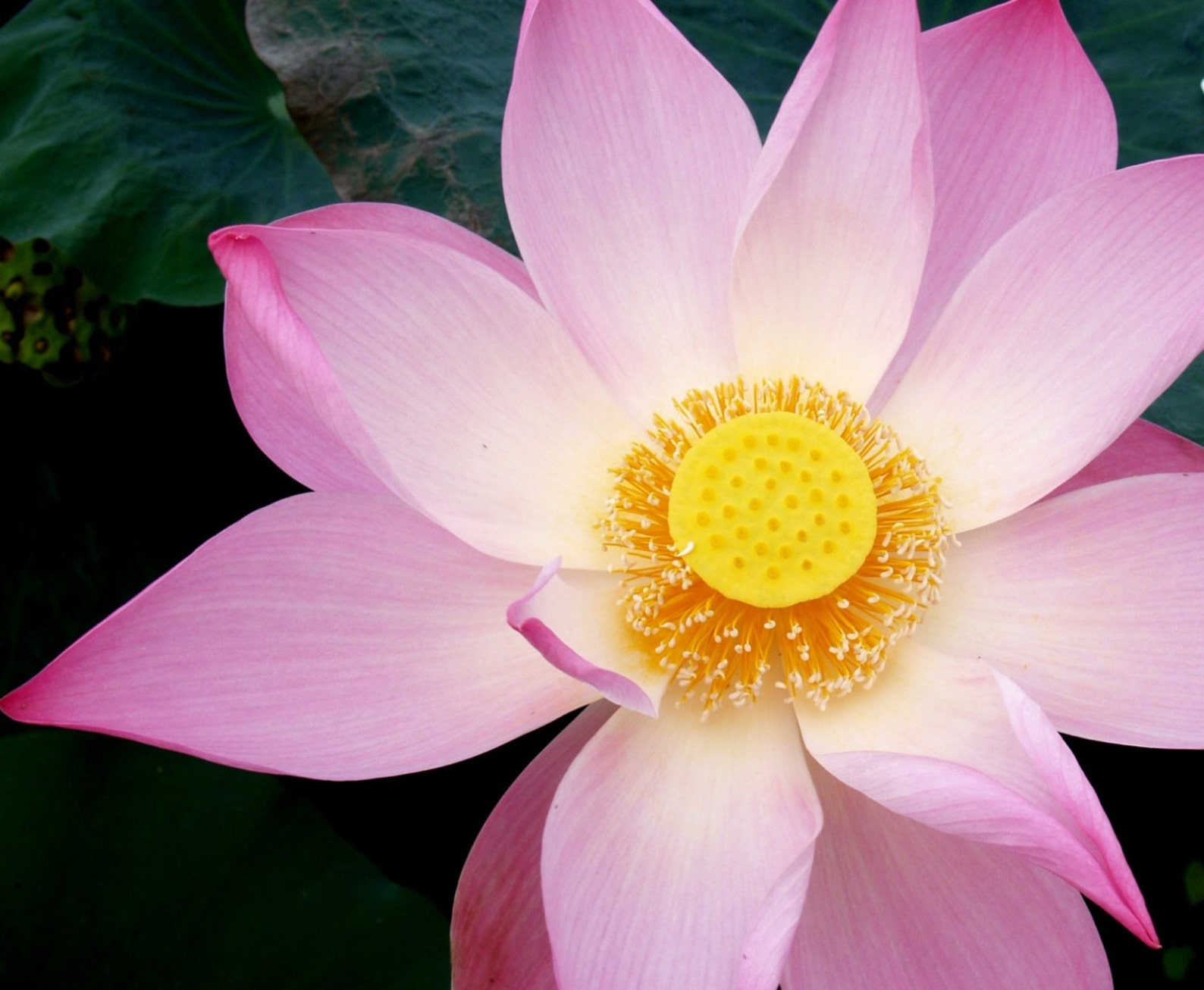 40 Grams Dried Lotus Stamen Herb Flower Stamens Powder Organic - Etsy