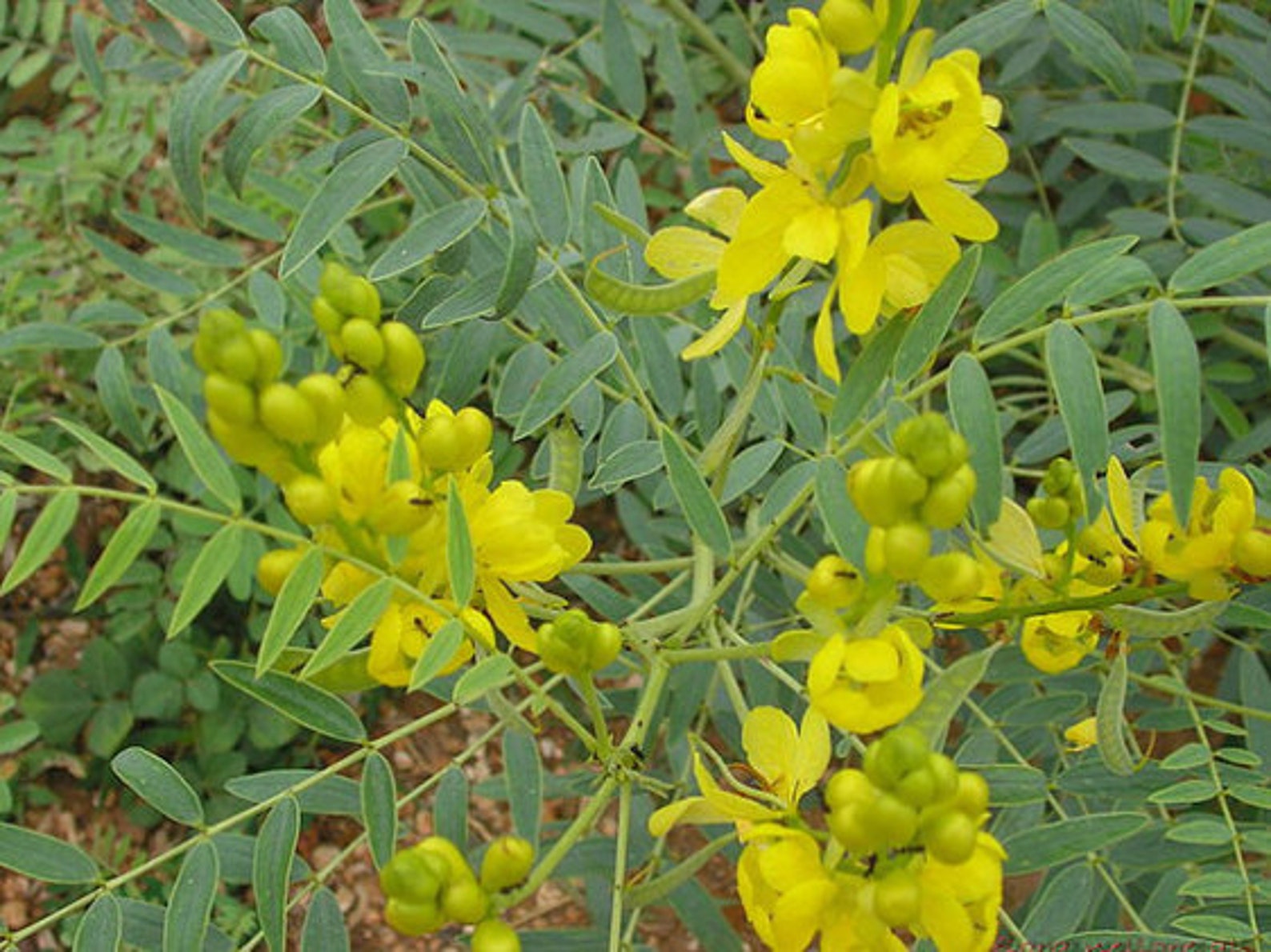 20 Teabags Senna Alexandrina Leaf Pod Organic Herb Herbal Tea - Etsy