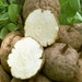 100 Grams Pueraria Mirifica Powder Root Dried Herb Herbal Tea White ...