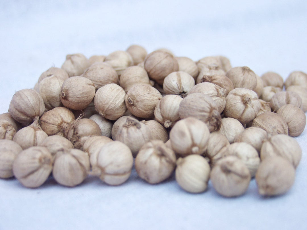 Cardamom Dried Herb Tea Purple Nut Cardamon Cardamum 50 Grams - Etsy