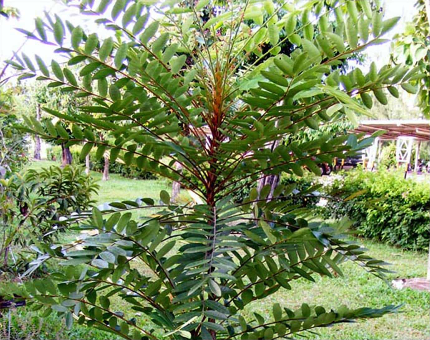 Tongkat Ali Eurycoma Longifolia Pasak Bumi Booster | My XXX Hot Girl