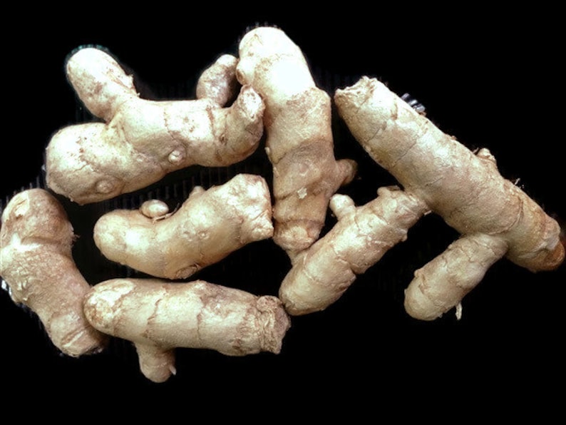 3 Rhizomes Curcuma Zedoaria Zedoary White Turmeric Kentjur - Etsy
