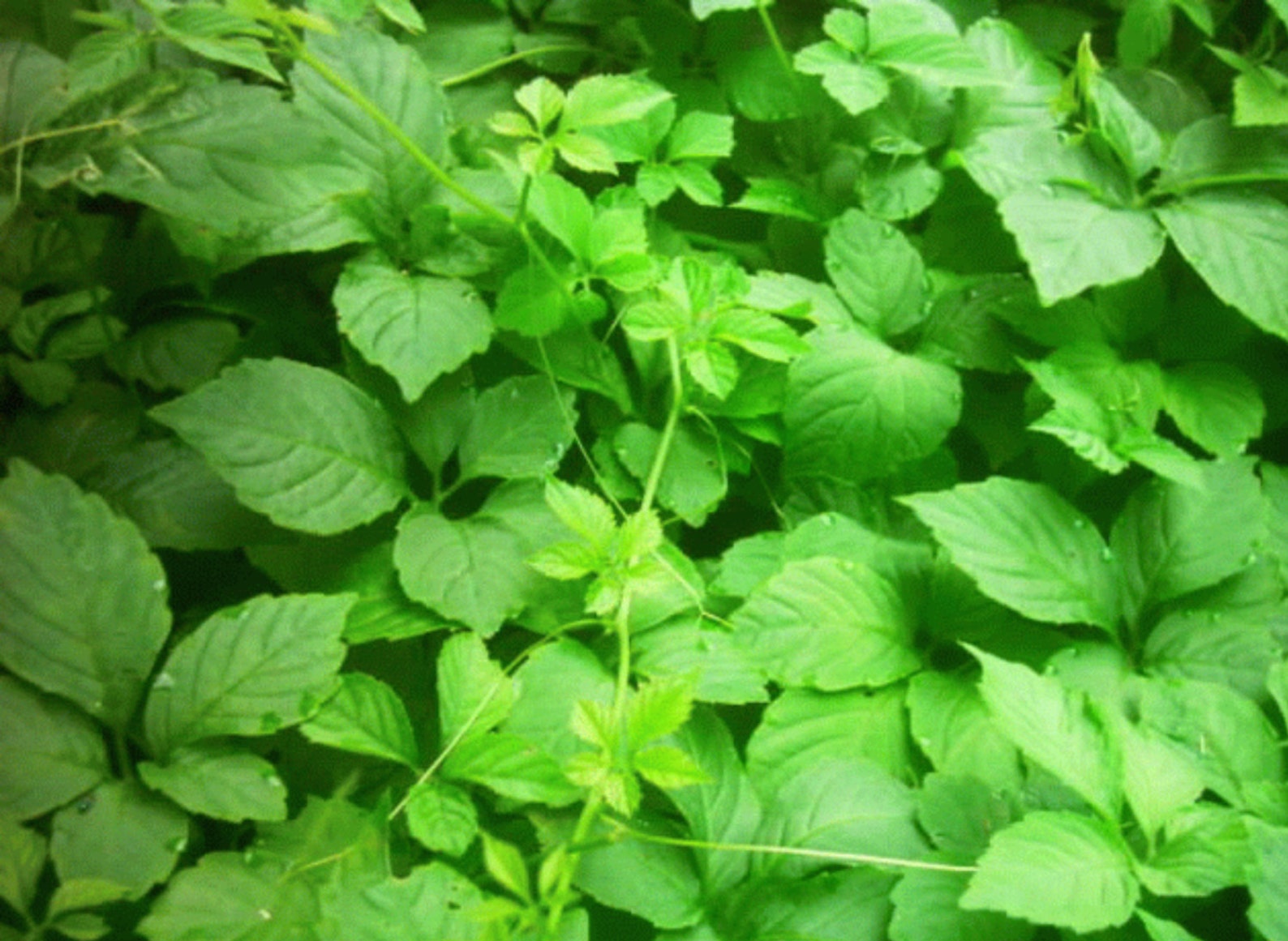 Jiaogulan Tea Gynostemma Pentaphyllum Leaves Leaf Dried Herb - Etsy ...