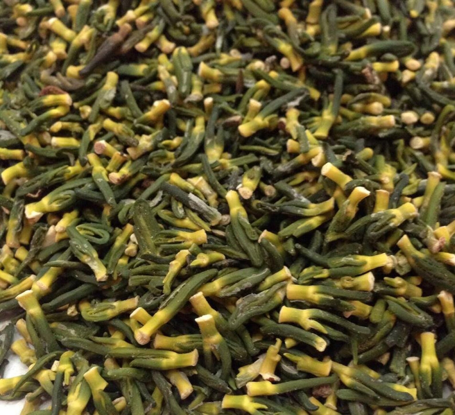 Lotus Sprout Young Plant in Lotus Seeds Herb Making Tea 30 - Etsy