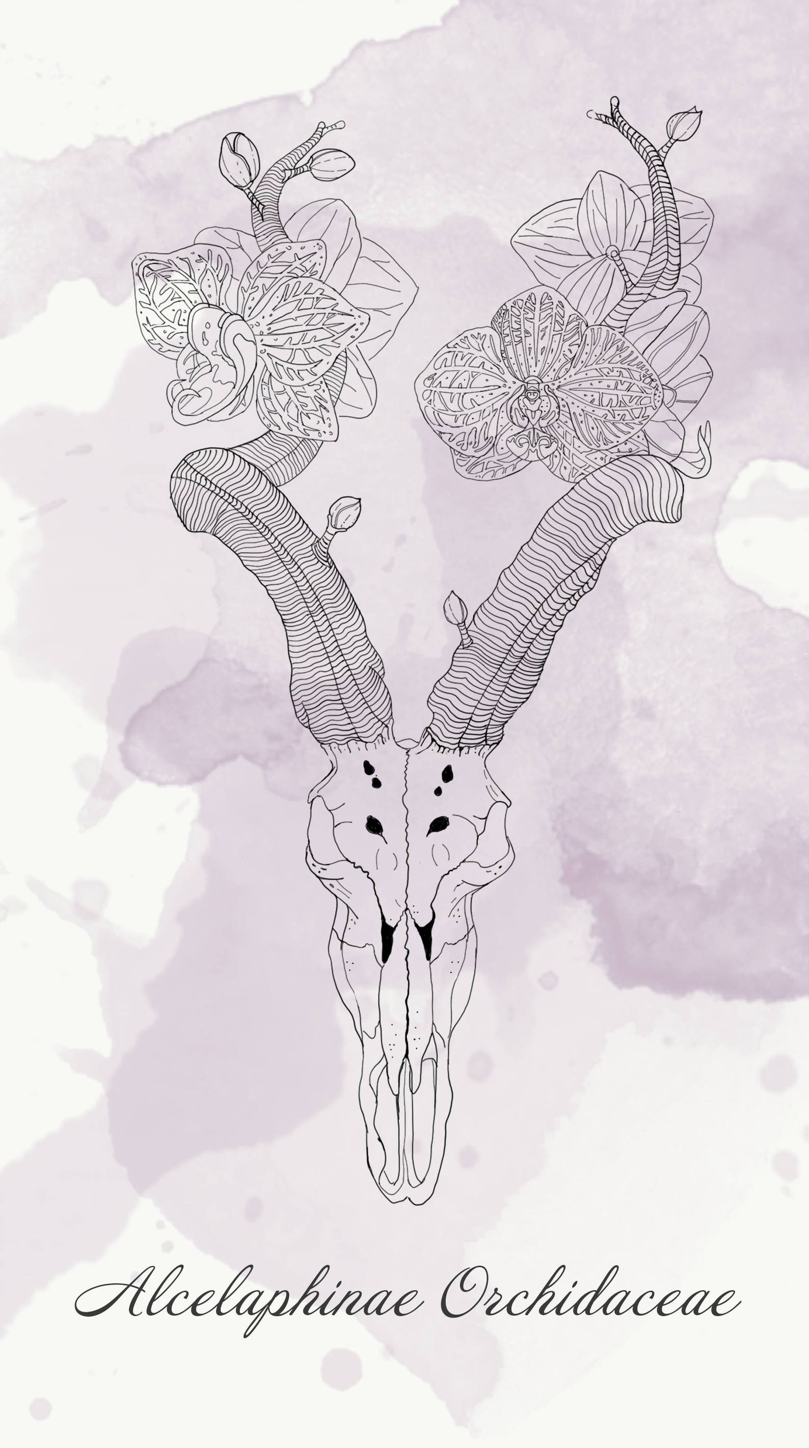 Alcelaphinae Orchidaceae - Etsy