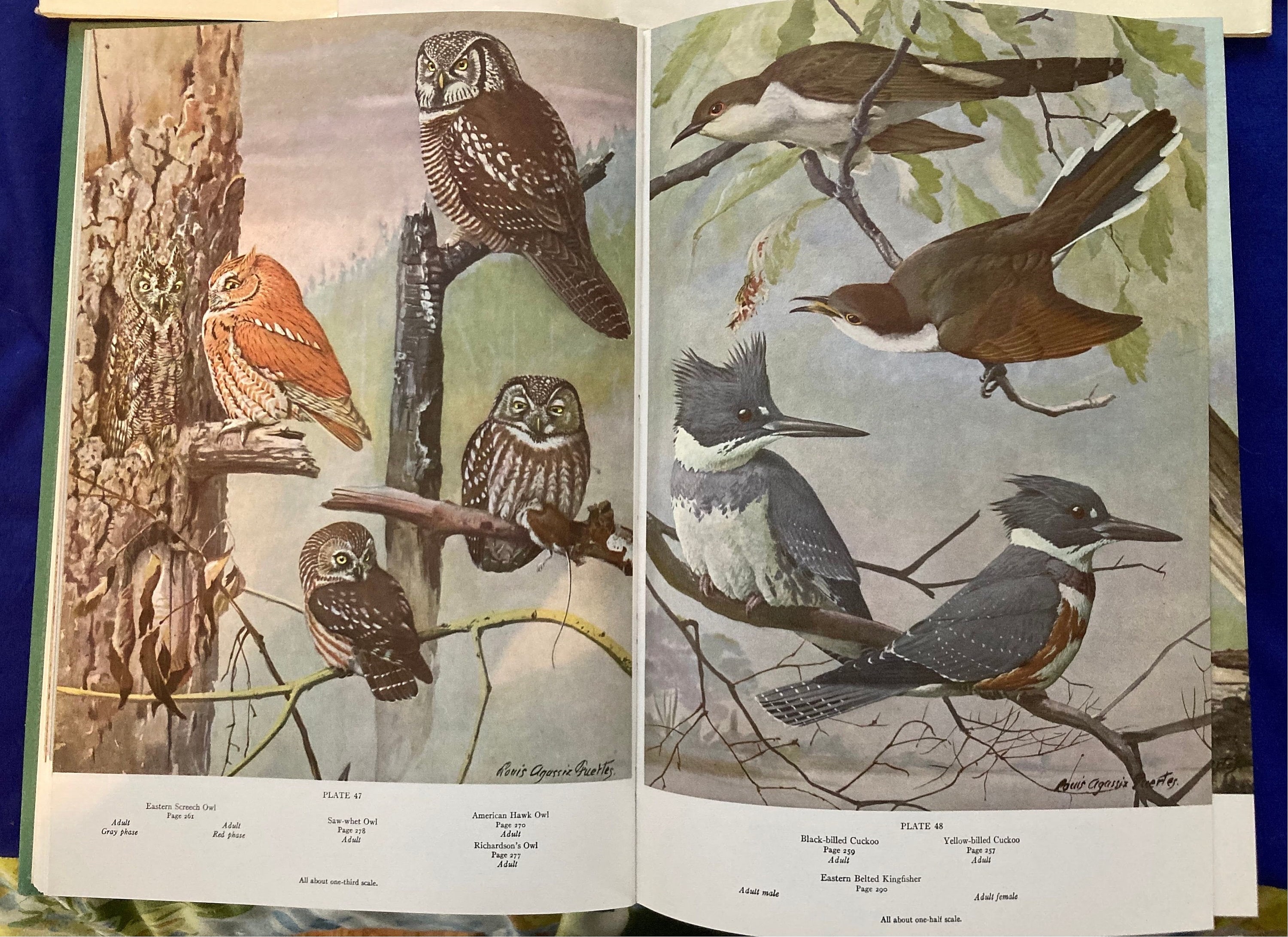 A Natural History of American Birds of Eastern and Central North ...