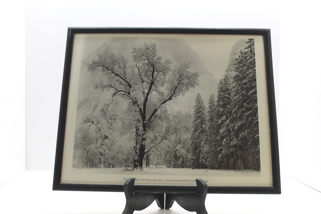 Ansel Adams Trees and Snow, El Capitan Meadow, Yosemite National Park ...