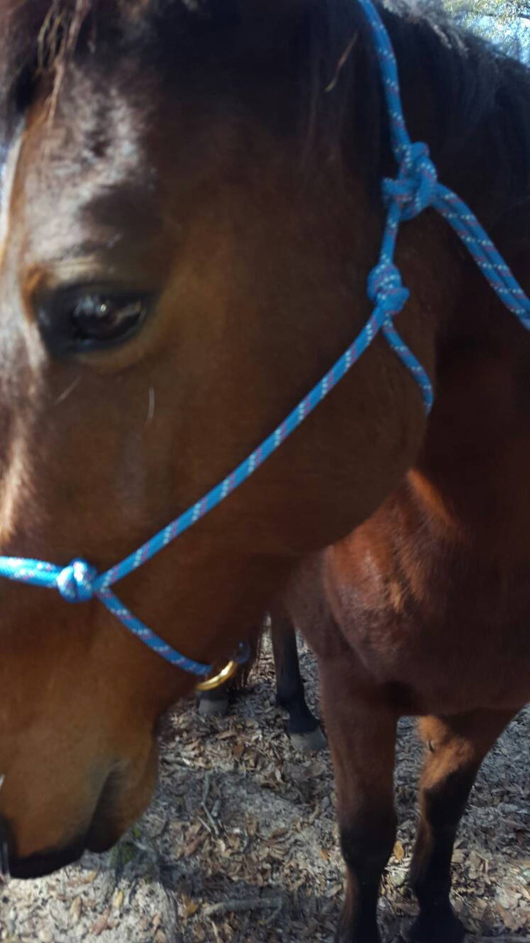 Rope Horse Halter With Sliding Ring: Advanced Equine Training Tack ...